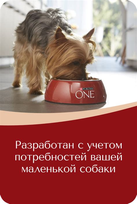 Официальный сайт Purina ONE® для собак: корма, советы о питании, уходе ...
