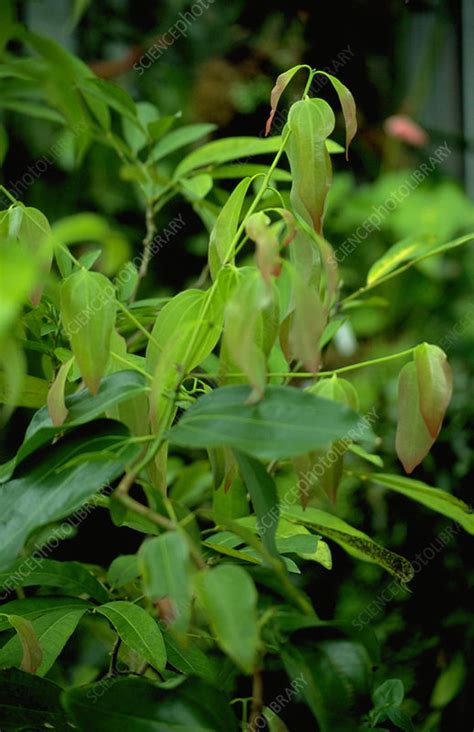 Cinnamomum zeylanicum. - Stock Image - B804/1651 - Science Photo Library