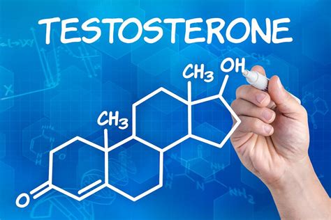 Why Is Testosterone So Important In The Body Brighton Journal