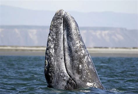 35 Cool Gray Whales Facts