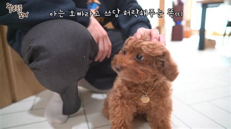 오빠 친구한테 예뻐보이고 싶어 엄청난 애교로 끼부리는 강아지ㅎㅎㅎ 국민 여동생 각ㅋㅋㅋ Youtube