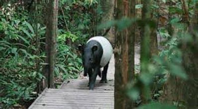 Taman Negara National Park Package 130321 Holiday Packages To Pahang