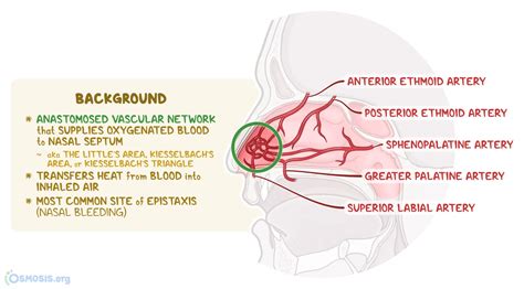 Kiesselbach Plexus What Is It Location Function And More Osmosis