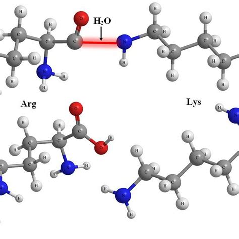 Schematic Illustration Of Proteolytic Hydrolysis Of The Peptide Bonds