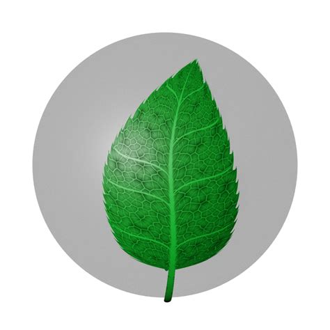 Blenderkit Download The Free Leaf Material