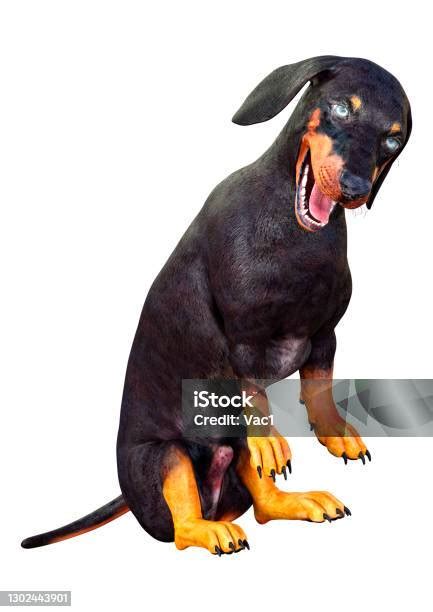 화이트에 3d 일러스트 닥스훈트 검은색에 대한 스톡 사진 및 기타 이미지 검은색 긴 닥스훈트 Istock