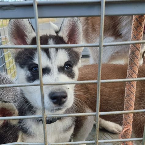 Siberian Husky Cambridge Park Petsforhomes