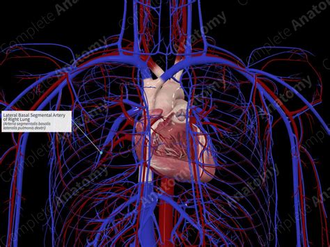 Lateral Basal Segmental Artery Of Right Lung Complete Anatomy