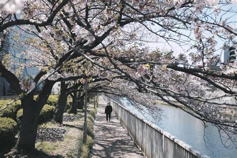 【日本留学】高中毕业生去日本留学的常见误区 知乎