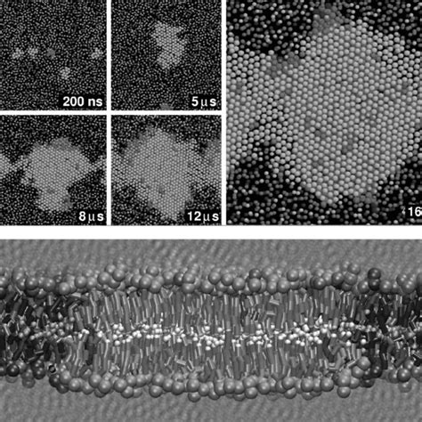 Pdf The Martini Force Field