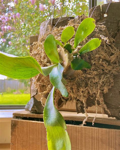 How To Fix An Overwatered Staghorn Fern Plants Craze