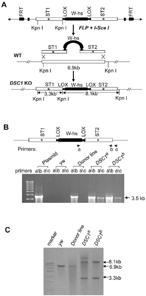 Method For Targeted Gene Knockout And Confirmation By Pcr And Southern