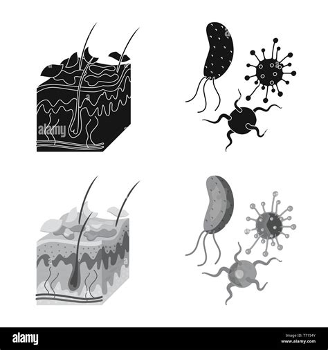 Skin Adipose Tissue Cut Out Stock Images And Pictures Alamy