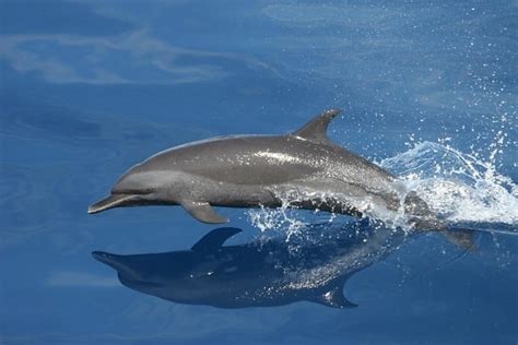 Kostenlose Bild Ozean Unterwasser Wasser Delfin Schwimmen Tier Kopf