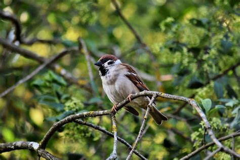 Ai Powered Wildlife Monitoring Transforms Farming Productivity R