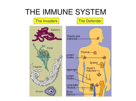 Ppt The Immune System Powerpoint Presentation Free Download Id 793228
