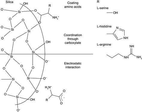 Suggested Schematic Illustration Of The Interaction Between The Silica