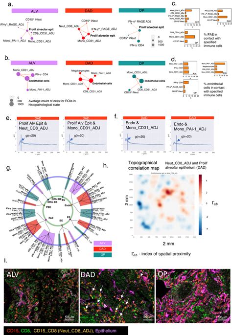 Spatial Organization Of Immune Cells Around Structural Cells In