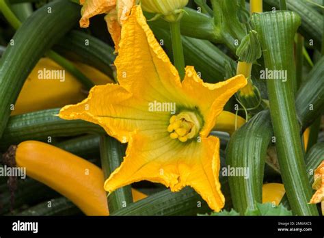 Zucchini Cucurbita Pepo Flower Growing In A Kitchen Garden Stock