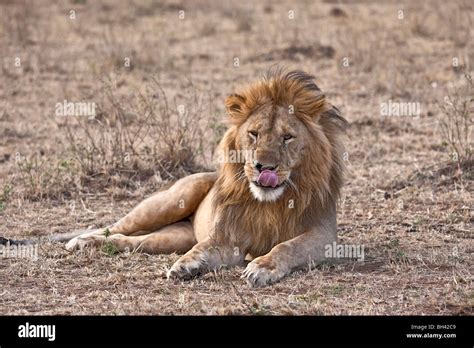 Adult Male African Lion Resting In The Masai Mara Reserve Kenya