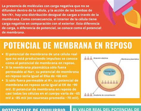POTENCIAL DE MEMBRANA EN REPOSO