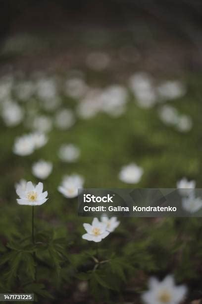 봄 숲의 아네모네 네모로사 자연 경관에 아름 다운 흰색 야생 말미잘입니다 아름 다운 봄 배경 0명에 대한 스톡 사진 및 기타 이미지 Istock