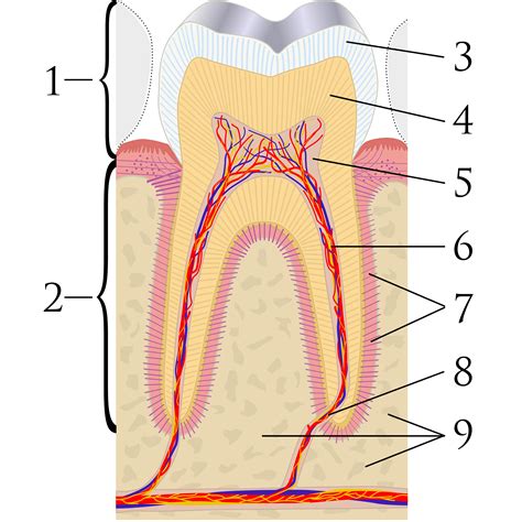 File Cross Sections Of Teeth Labels Png Wikimedia Commons