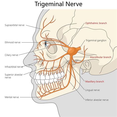 Diagram Of Trigeminal Nerve And Facial Branches Stock Illustration