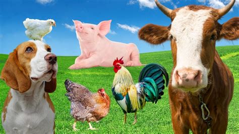 Animais Da Fazenda Som Dos Animais Youtube