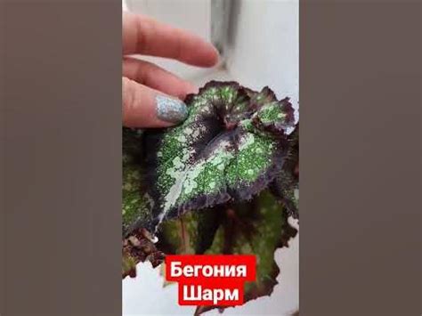 Бегония Шарм #shorts #умелаяхозяйка #продажапочтой - YouTube