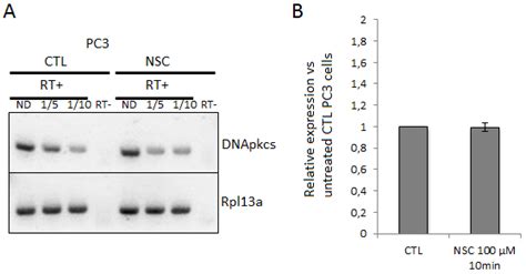 Figure S2 A Decrease In The Level Of Dna Pkcs Is Not Related To