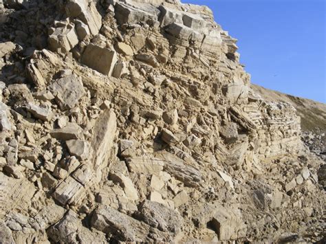 Discovering The Fossil Forest Lulworth Cove Dorset Eye