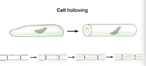 MCDB Exam Content Flashcards Quizlet
