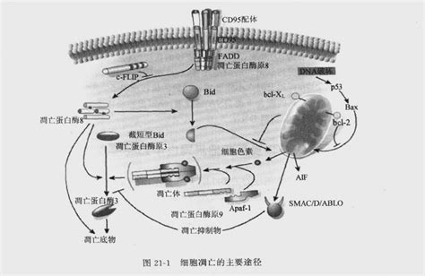 凋亡的相关基因之fas基因、p53基因、c Myc以及bcl X基因 科德角国际鲎试剂