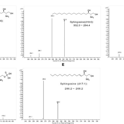 Verification Of The Pmcao Rat Model And Ogd R Ht22 Model A