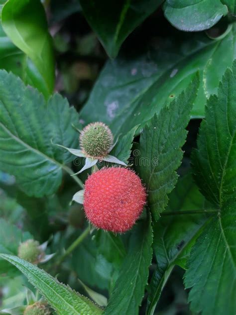 Raspberry Is A Fruit Native To Europe And Northern Asia Which Is Usually Cultivated In Temperate