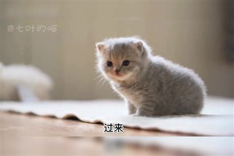 刚会爬就会听名字也太乖了吧！刚会名字