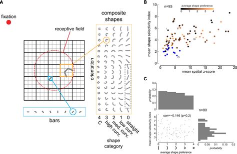 The Fine Structure Of Shape Tuning In Area V4 Neuron