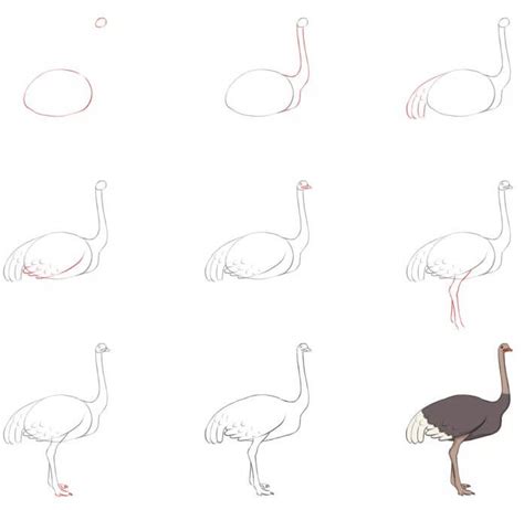 Idées De Dessin Autruche Comment Dessiner Autruche