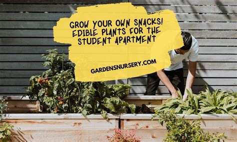 Grow Your Own Snacks Edible Plants For The Student Apartment