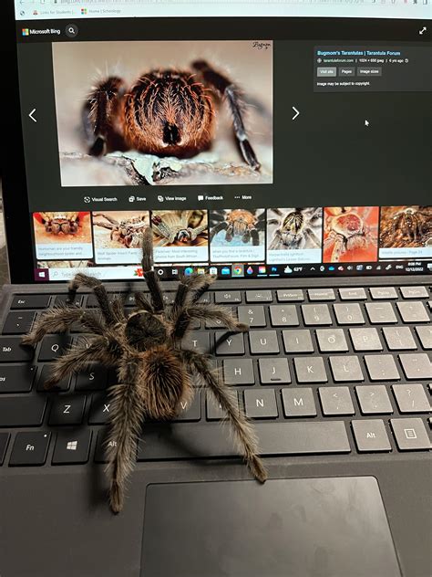 My Boy Knows What He Likes Rtarantulas