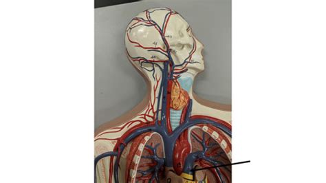 Pulmonary Circulation Flashcards Quizlet