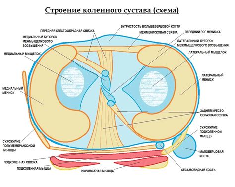 Строение колена схема Telegraph