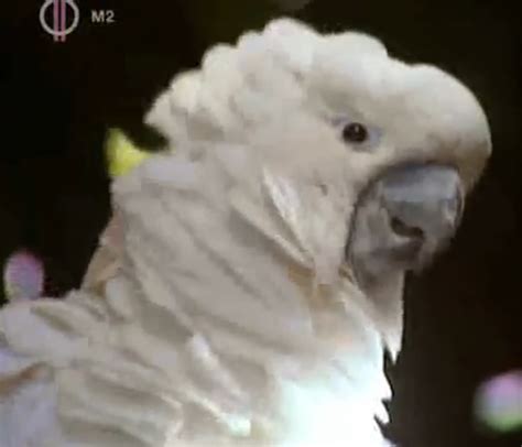 Sulphur Crested Cockatoo The Kratt Brothers Wiki Fandom
