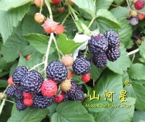 黑泡果图片 黑泡 地泡果图片 大山谷图库