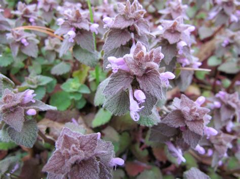 Purdue Turf Tips Winter Annual Weeds