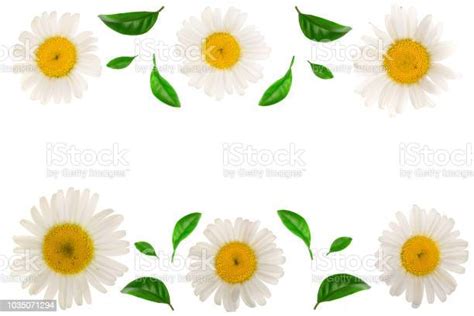 카모마일 또는 데이지와 텍스트 복사 공간에 격리 된 흰색 배경 단풍 최고의 볼 수 있습니다 평면 배치 구도에 대한 스톡 사진 및