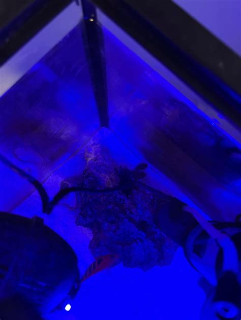 Is My Mantis Shrimp Done Molting His Shell Is There And Hes Moving