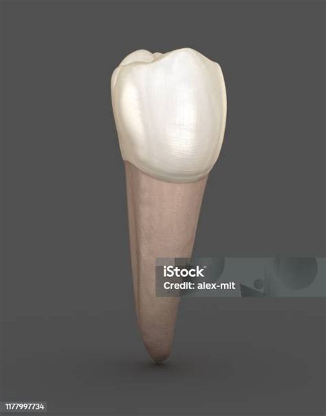 치과 해부학 하악 두 번째 소구치 치아 의학적으로 정확한 치과 3d 일러스트레이션 0명에 대한 스톡 사진 및 기타 이미지 0