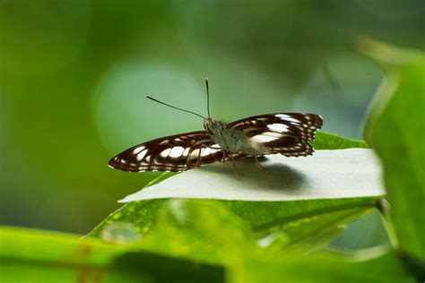 Naturing Thailand Athyma Selenophora In Kaeng Krachan Np